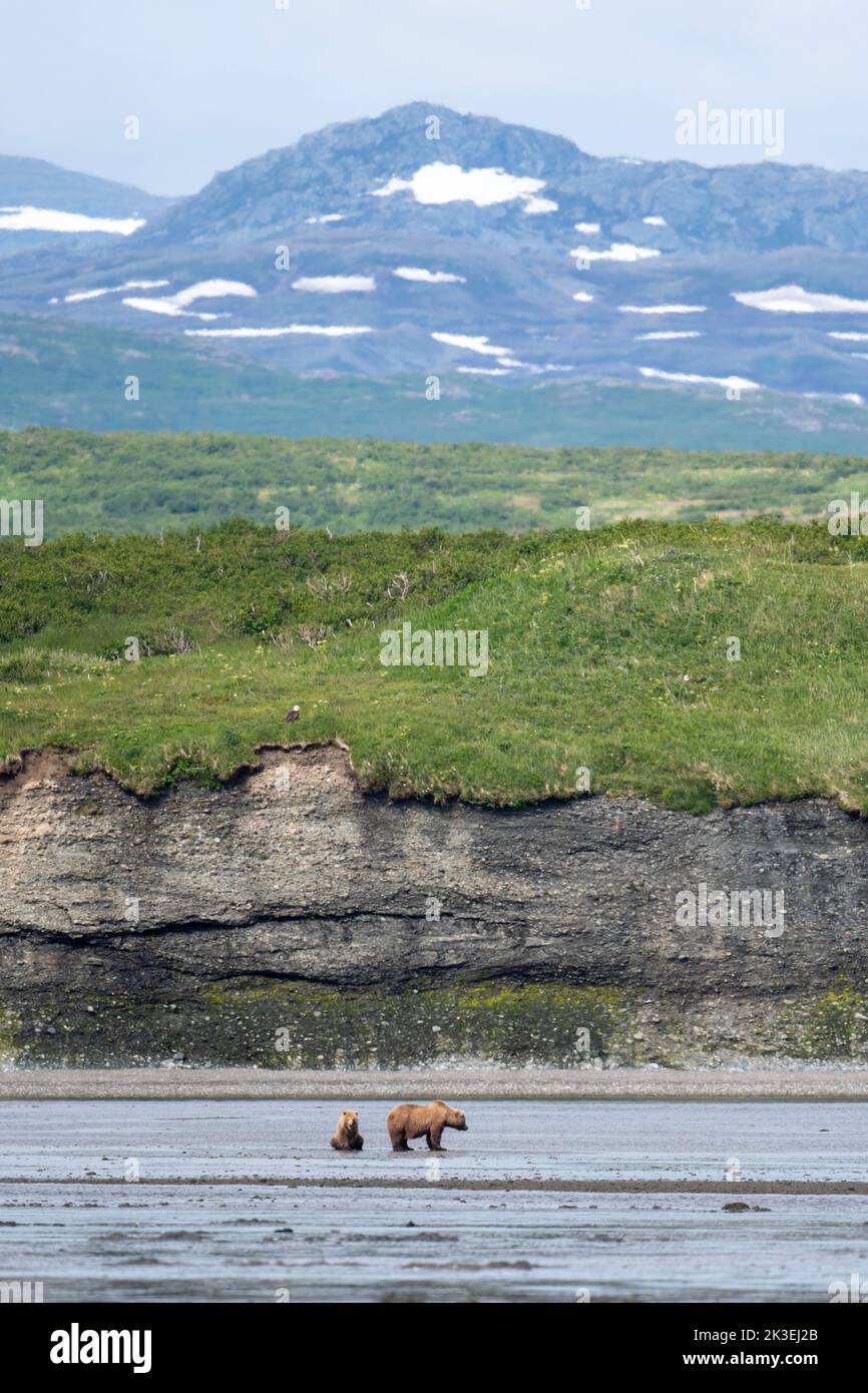 An Alaskan brown bear walks through the mudflats of Akumwarvik Bay in ...
