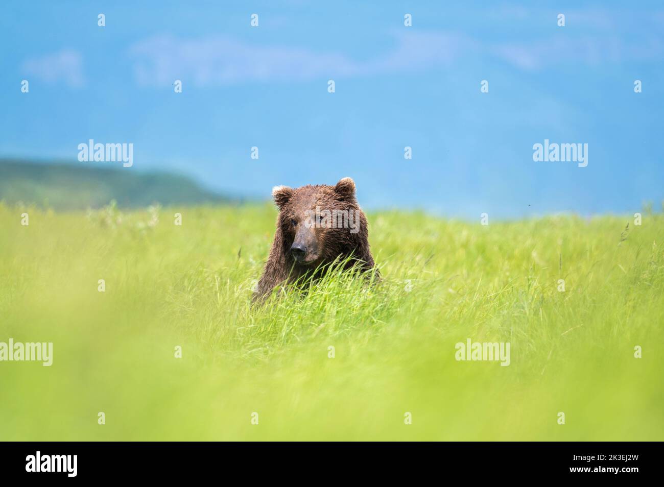 Alaskan brown bear moving along a trail in McNeil River State Game ...
