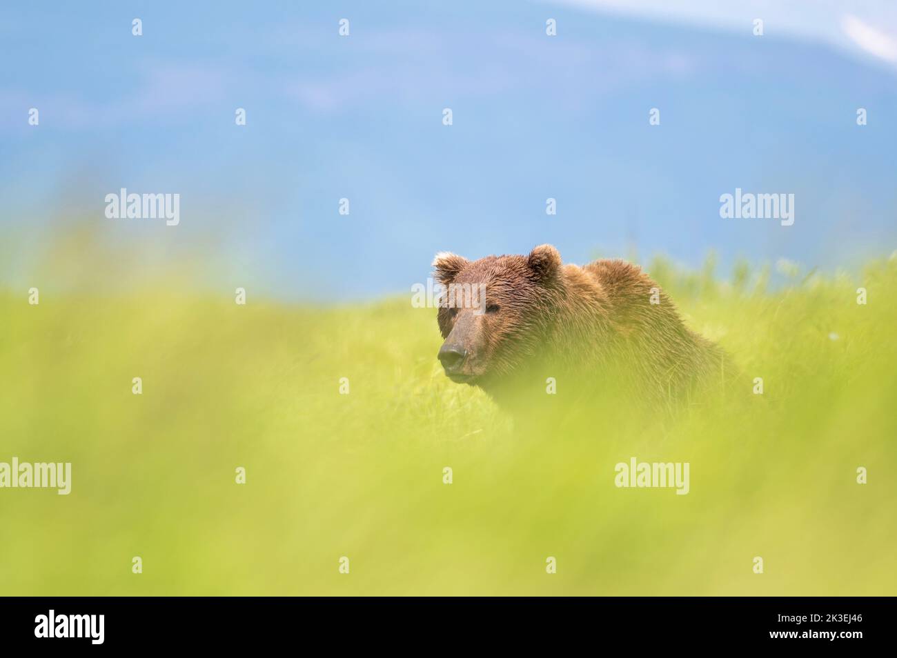 Alaskan brown bear moving along a trail in McNeil River State Game ...