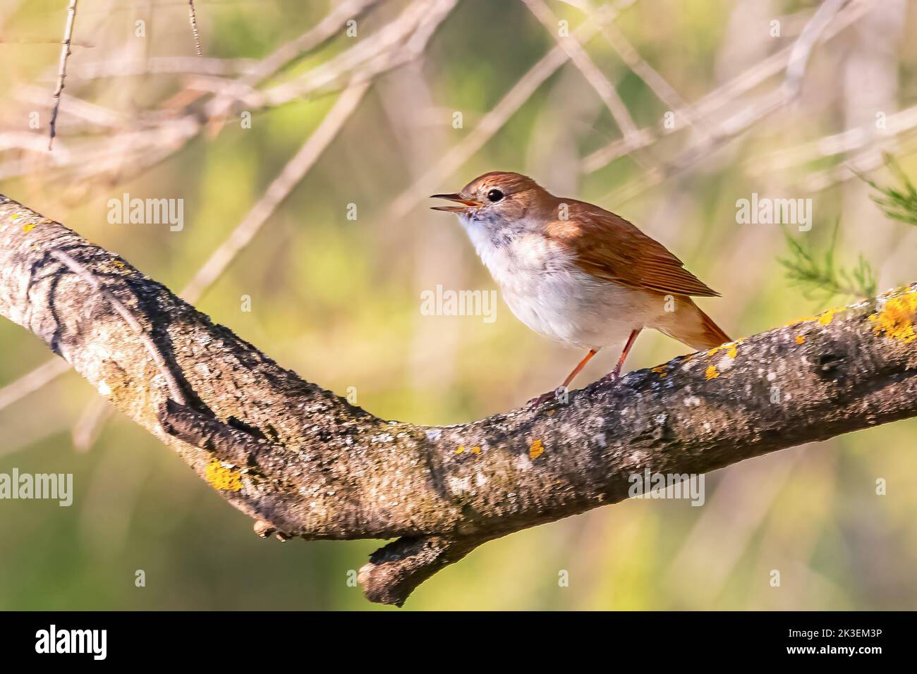 Common Nightingale (Luscinia megarhynchos), beautiful small orange ...