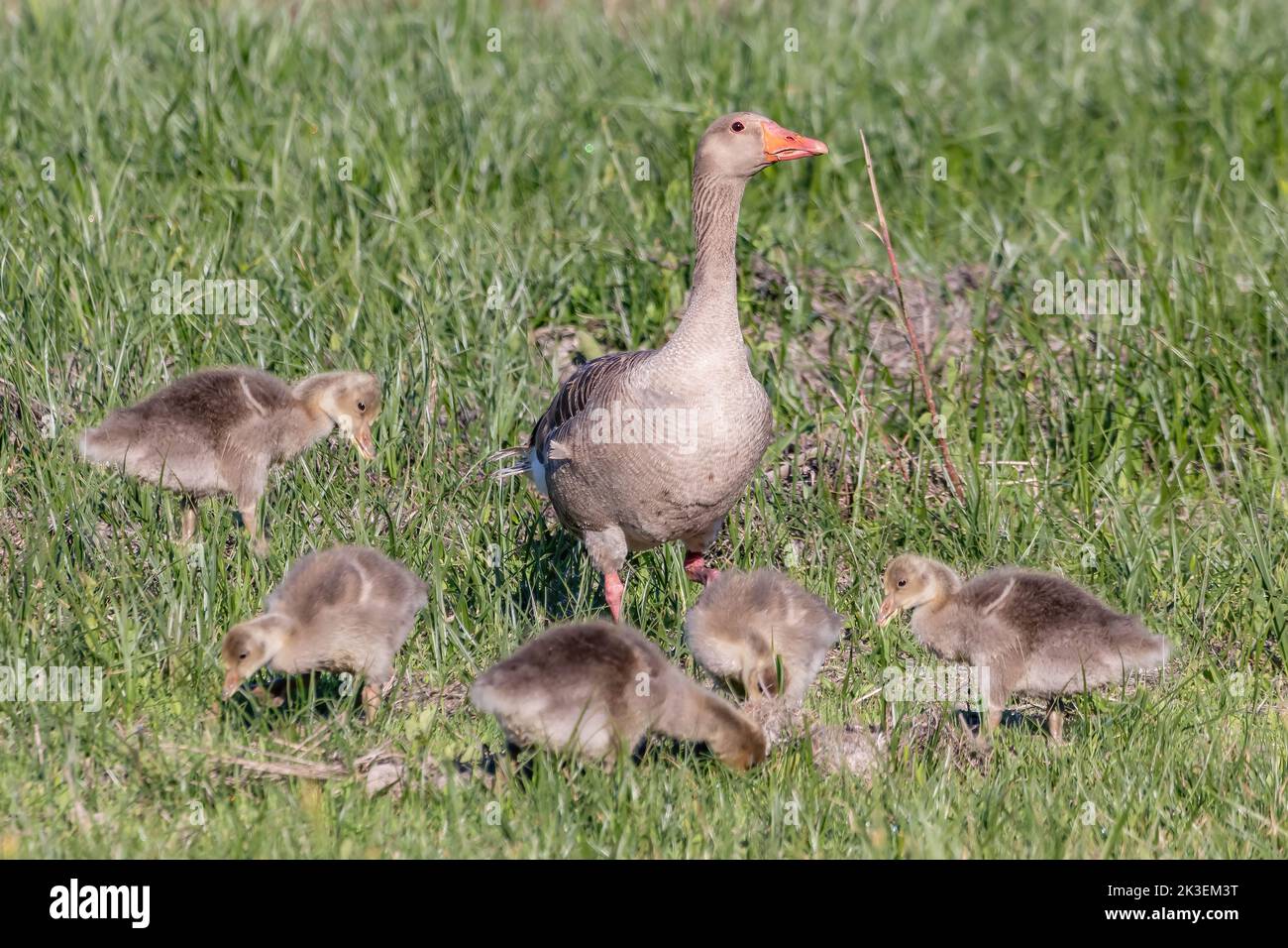 Mother greylag goose or graylag goose (Anser anser) in the wet ...