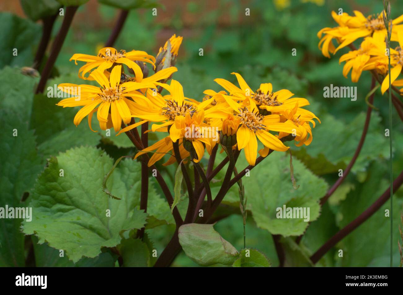 Ligularia dentata flowers in the garden, close up shot Stock Photo - Alamy