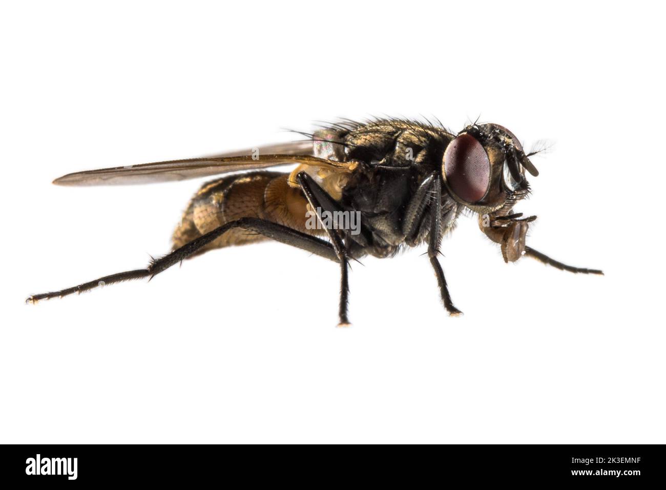 Housefly (Musca domestica) isolated on white background. Eye level view ...
