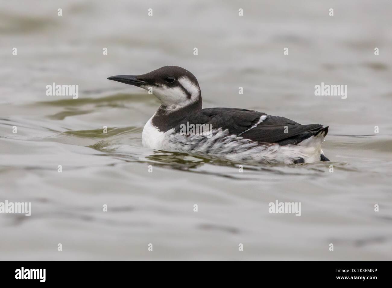 Guillemot (Uria aalge) sea bird in winter plumage swimming in the ...