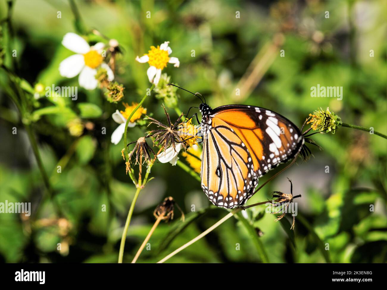 Closeup of Monarch butterfly Stock Photo - Alamy