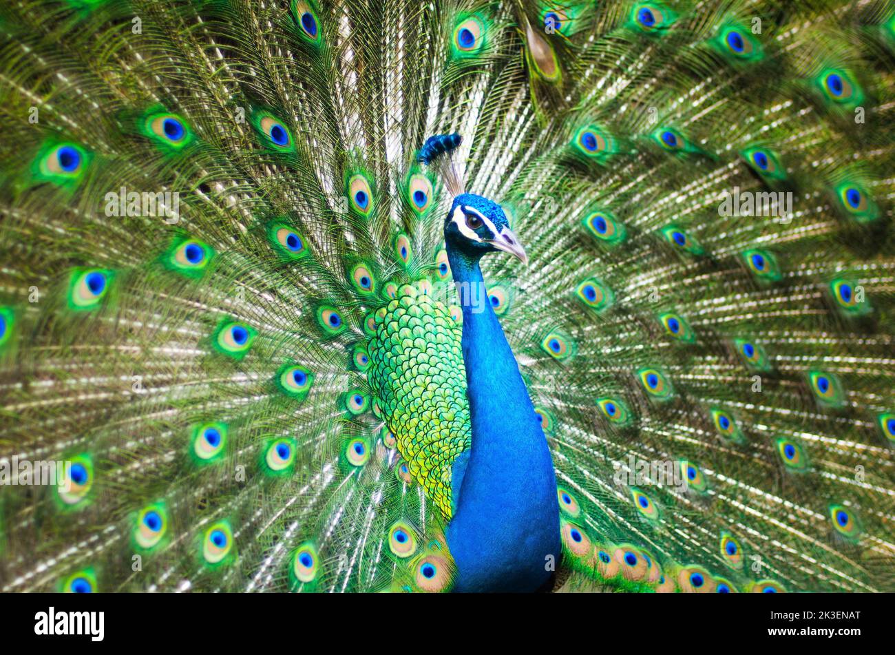 Wikimedia commons public domain hi-res stock photography and images - Alamy