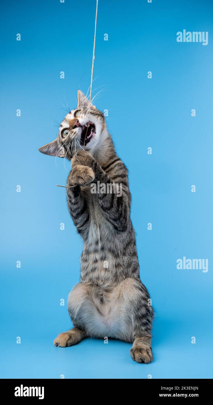 Cute and funny little cat playing in the studio with a blue background ...