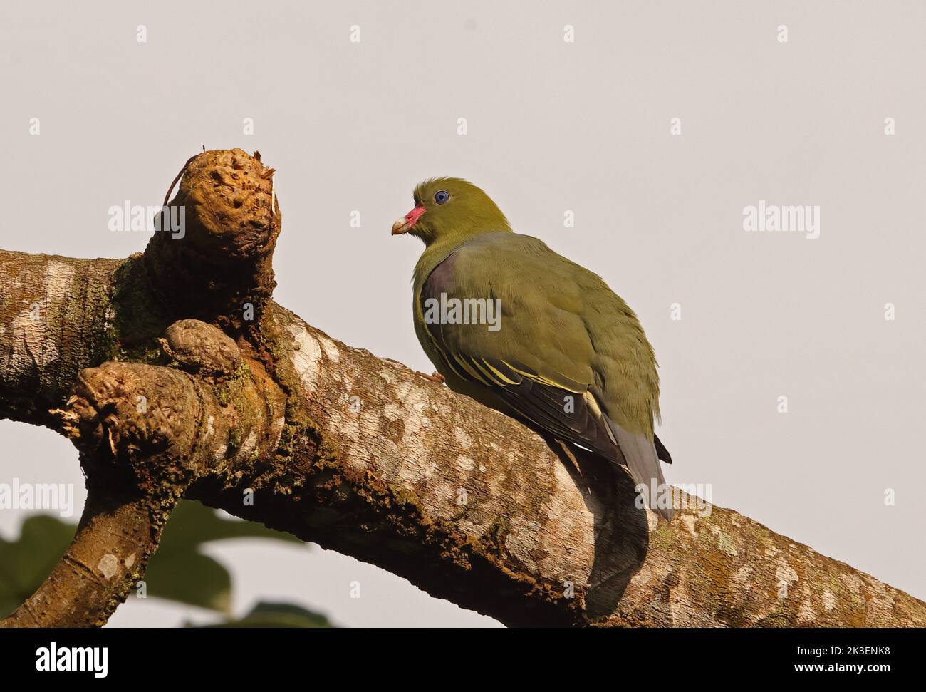 African Green-pigeon (Treron calvus virescens) adult perched on branch ...