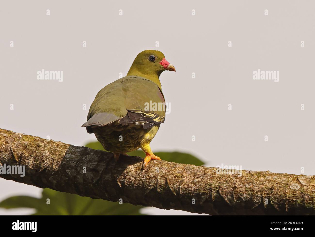 African Green-pigeon (Treron calvus virescens) adult perched on branch ...