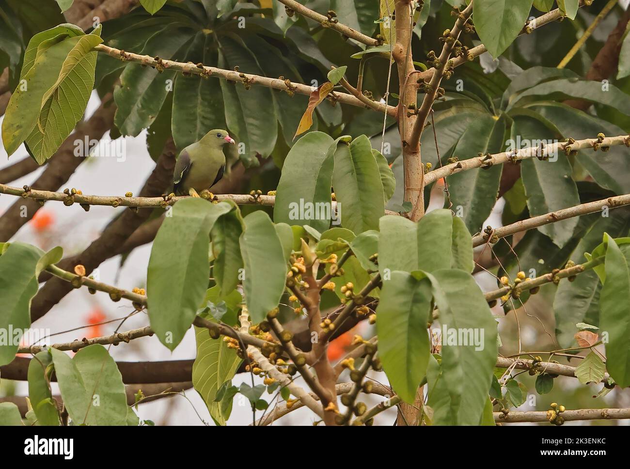 African Green-pigeon (Treron calvus virescens) adult perched in ...
