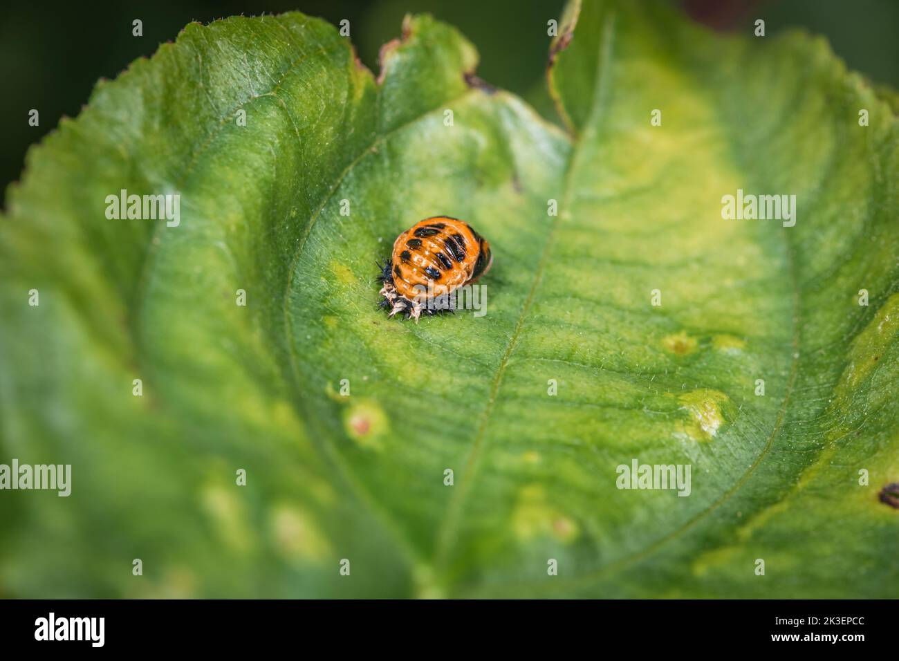 Pupa of an Asian ladybug on a green leaf of a tree in nature, Germany ...