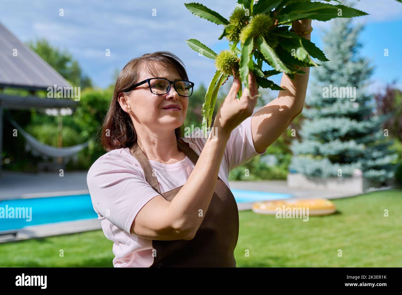 Woman touching chestnut fruit on a tree in garden Stock Photo - Alamy