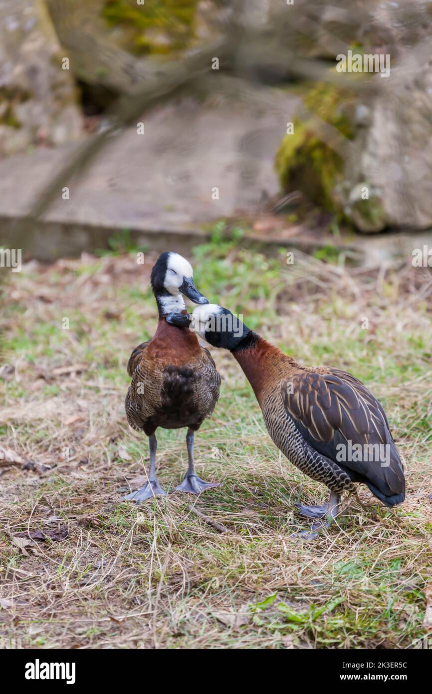 two duck in Jihlava ZOO, Czech Republic Stock Photo - Alamy