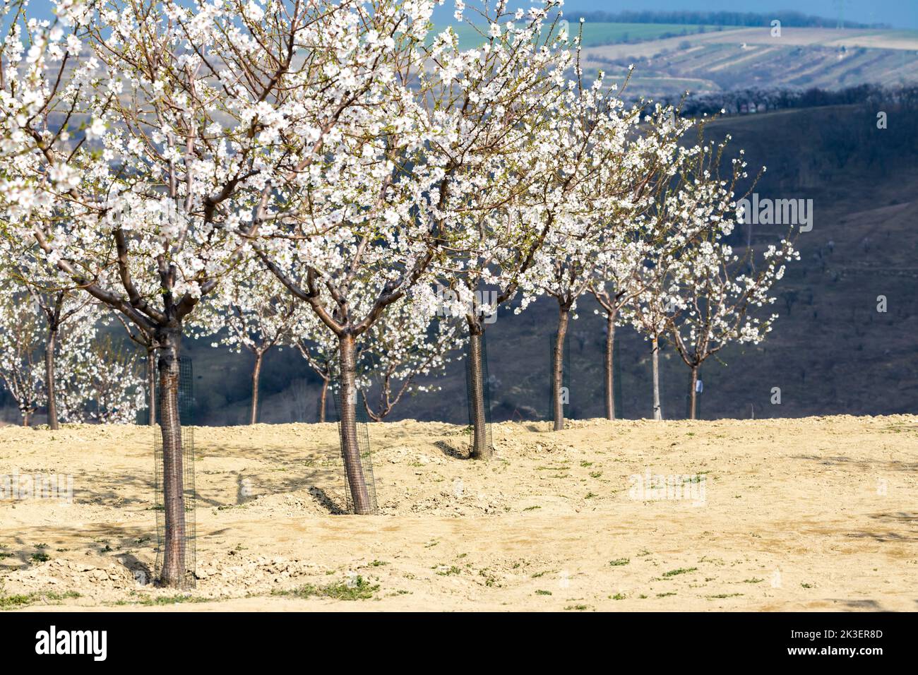 Almond tree orchard in Hustopece, South Moravia, Czech Republic Stock ...