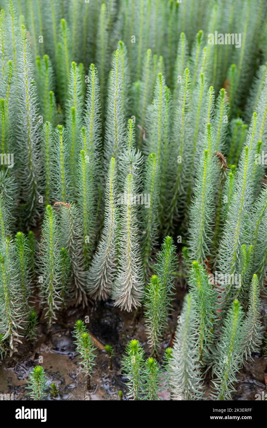 Group of aquatic plants at the edge of a natural lake Stock Photo - Alamy