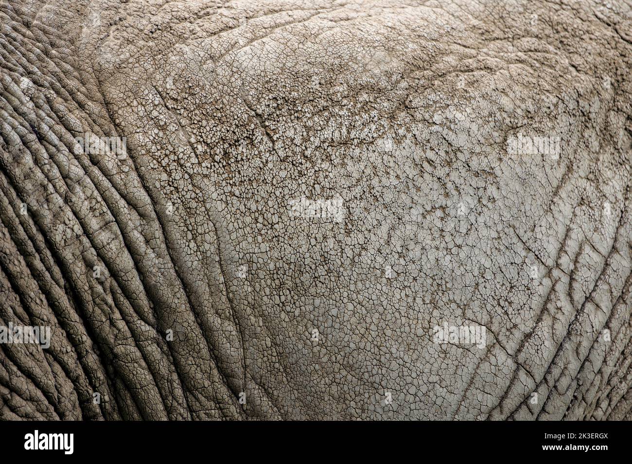The texture of the skin of an African elephant close-up. Elephant skin ...