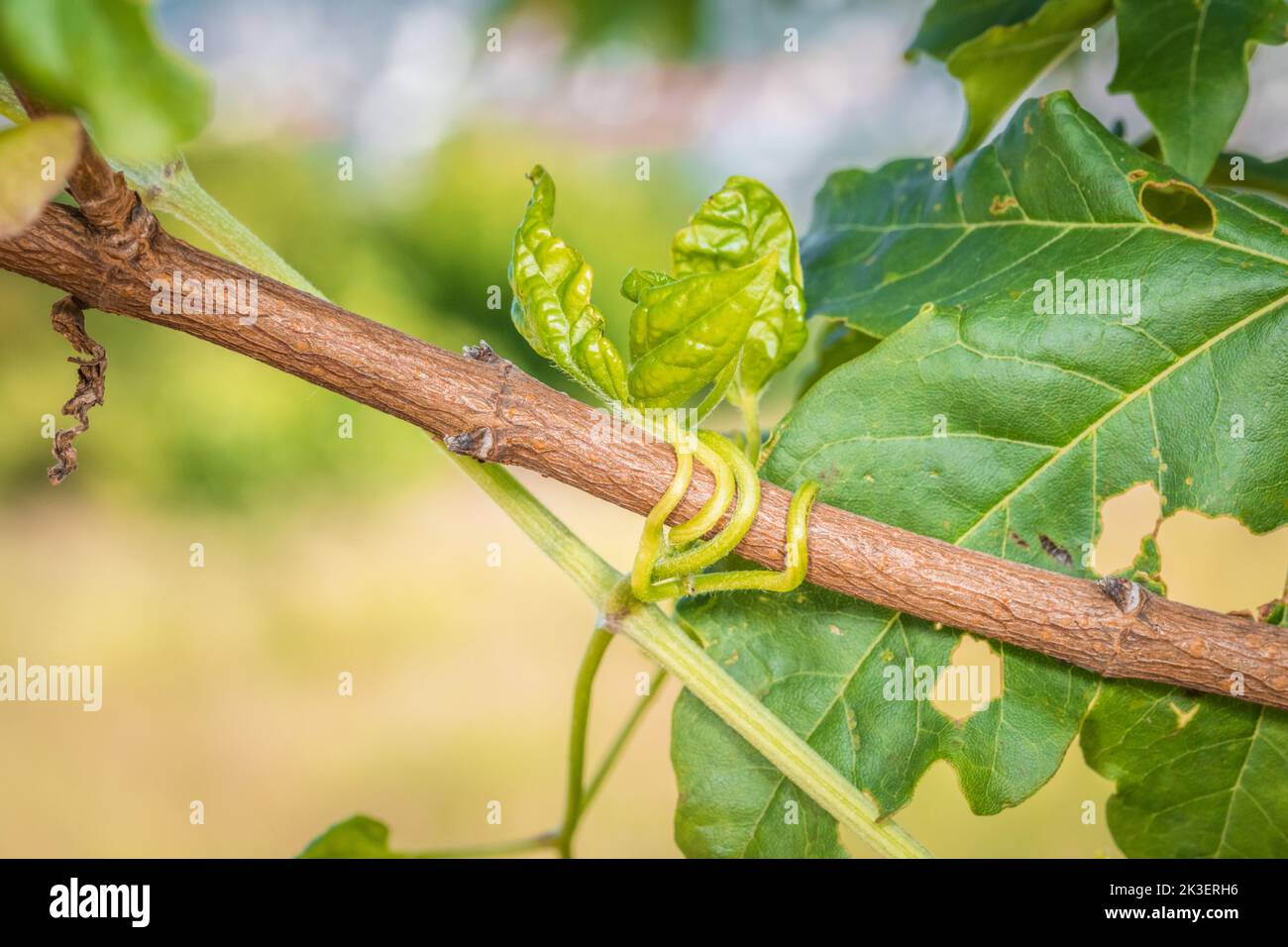 climbing plant entwines a branch of a tree in nature garden in spring ...