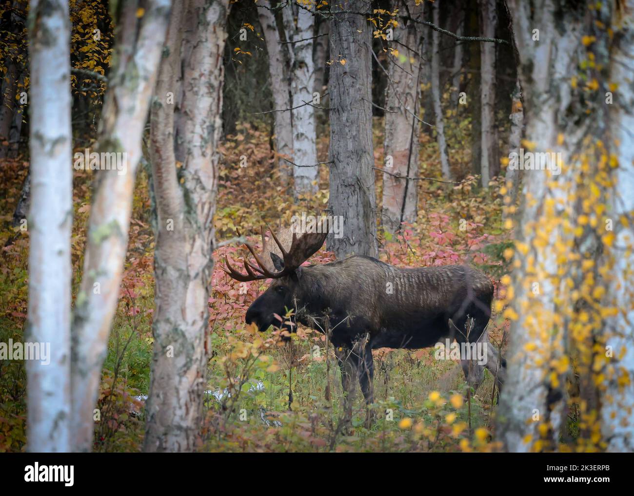 Bull moose crossing hi-res stock photography and images - Alamy