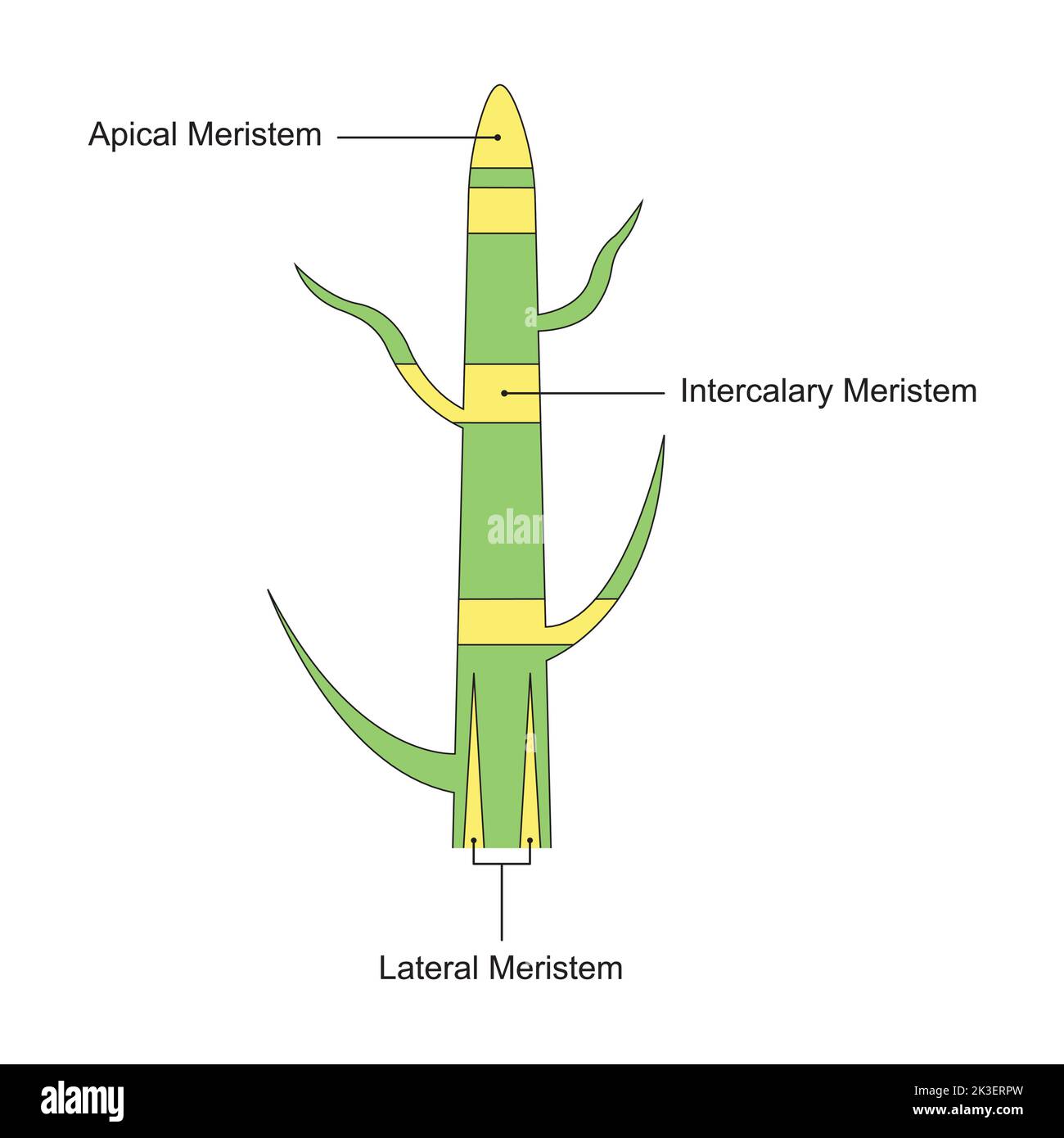 Meristema Apical De La Raíz