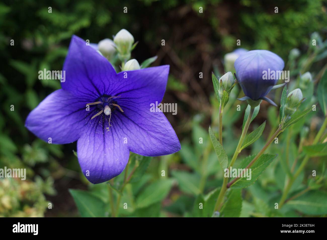 Balloon flower and japan hi-res stock photography and images - Alamy