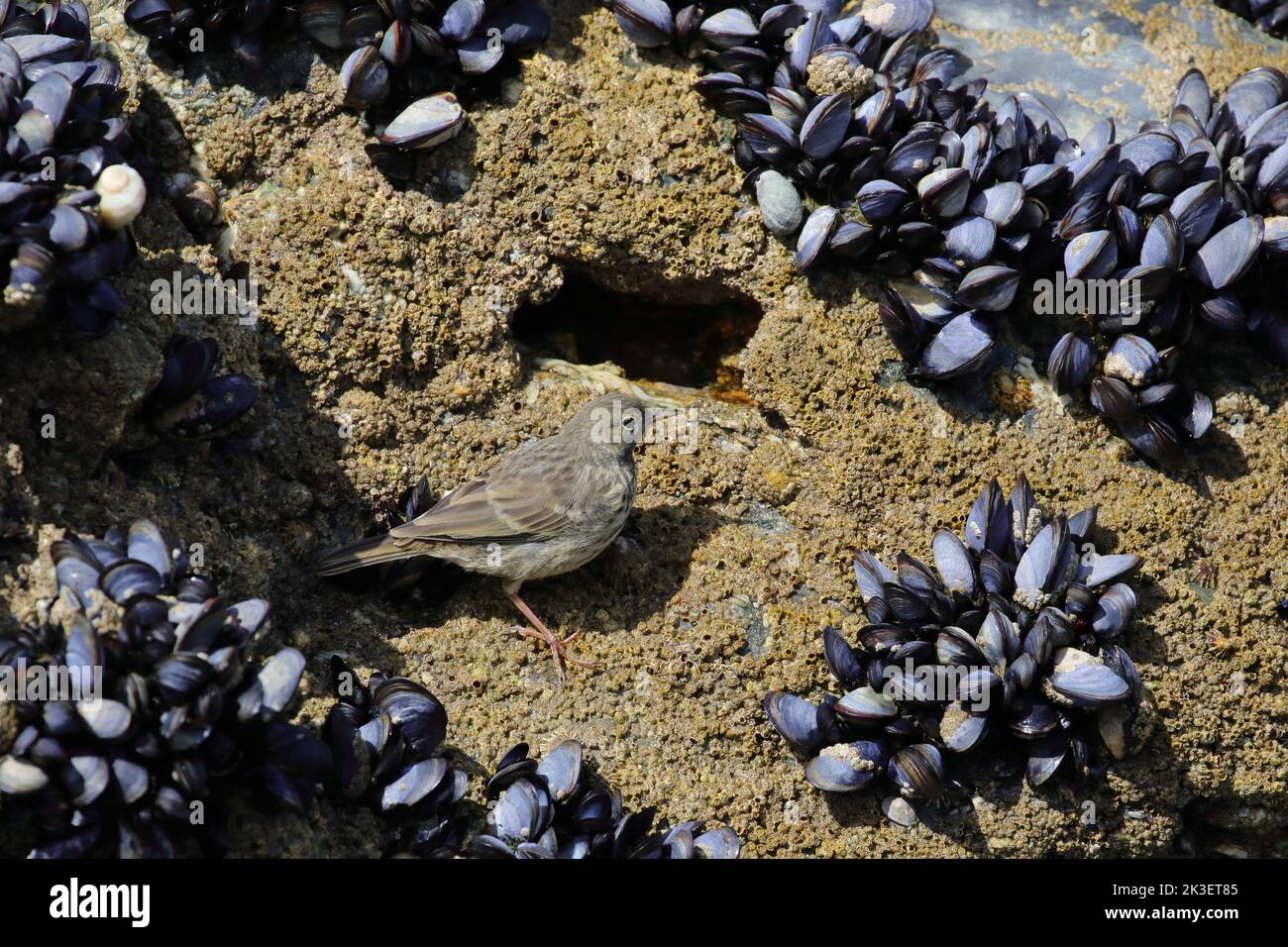 Rock pipet uk hi-res stock photography and images - Alamy