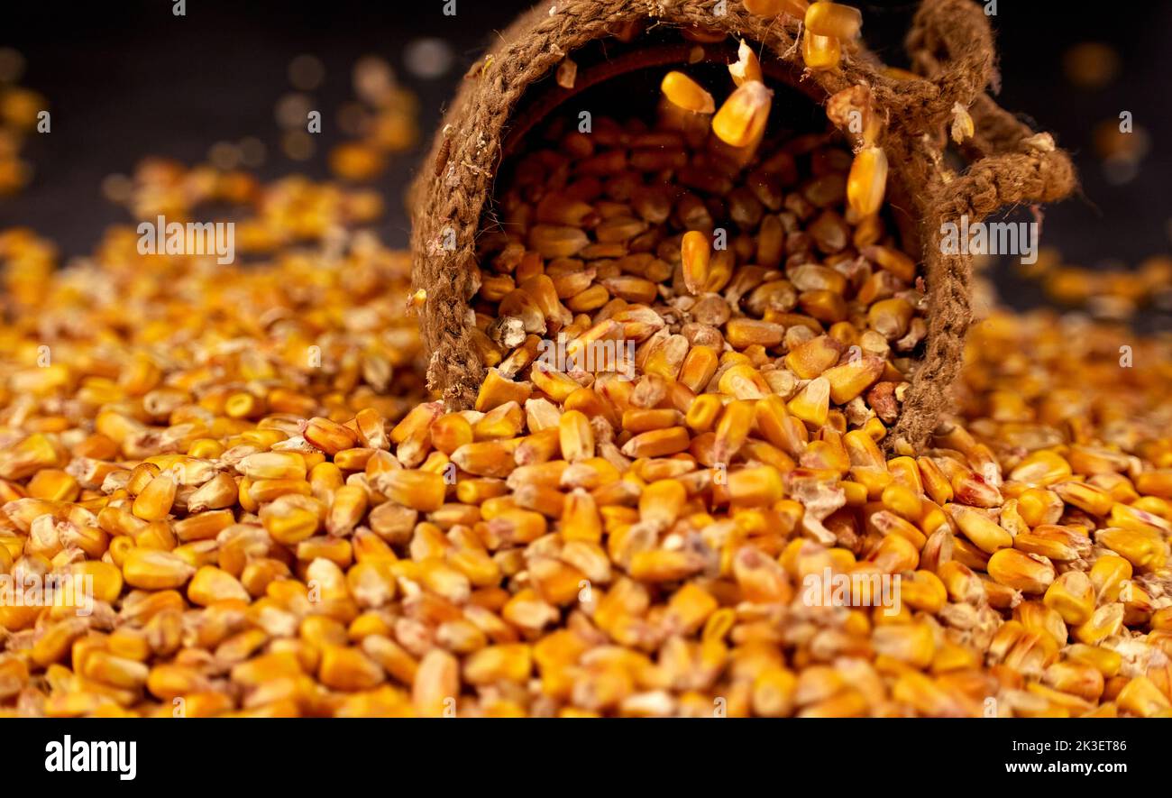 Corn grains in an inverted jute sack on a dark background Stock Photo ...