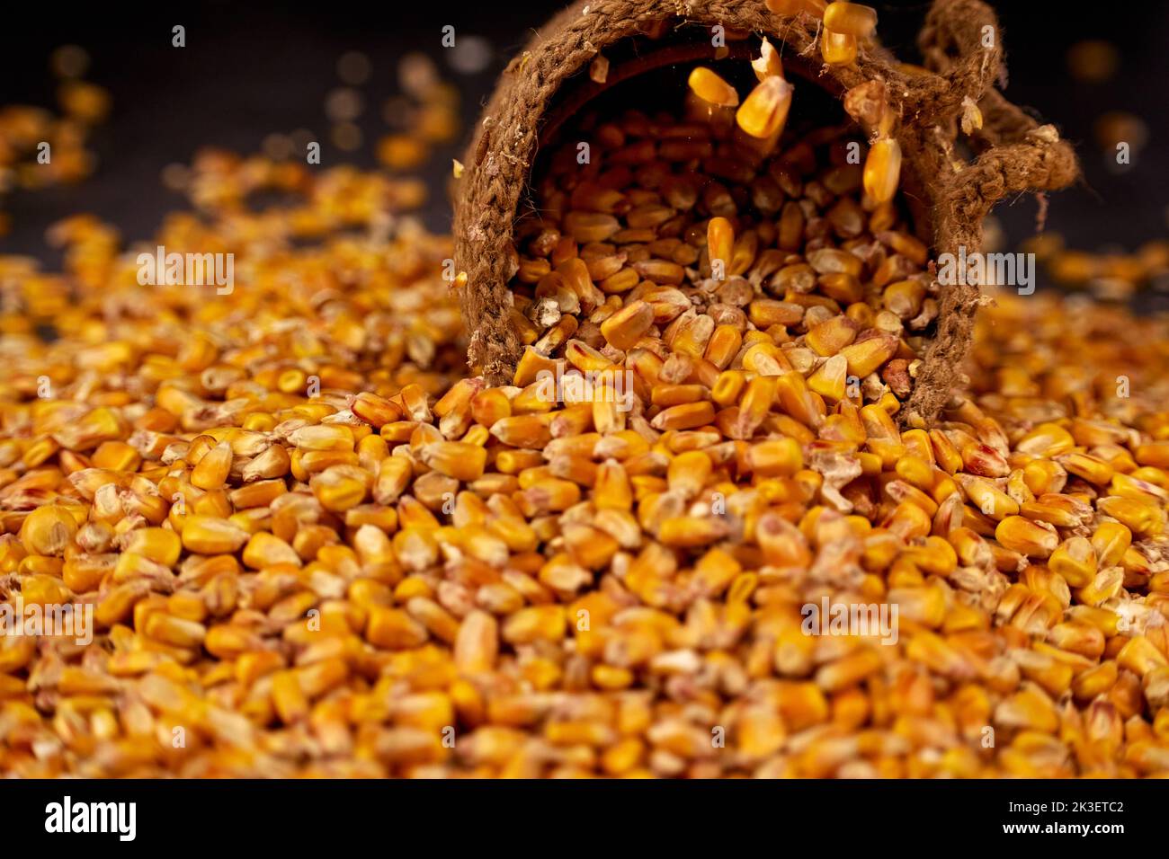 Falling grains of corn and an inverted jute sack and scattered grains ...