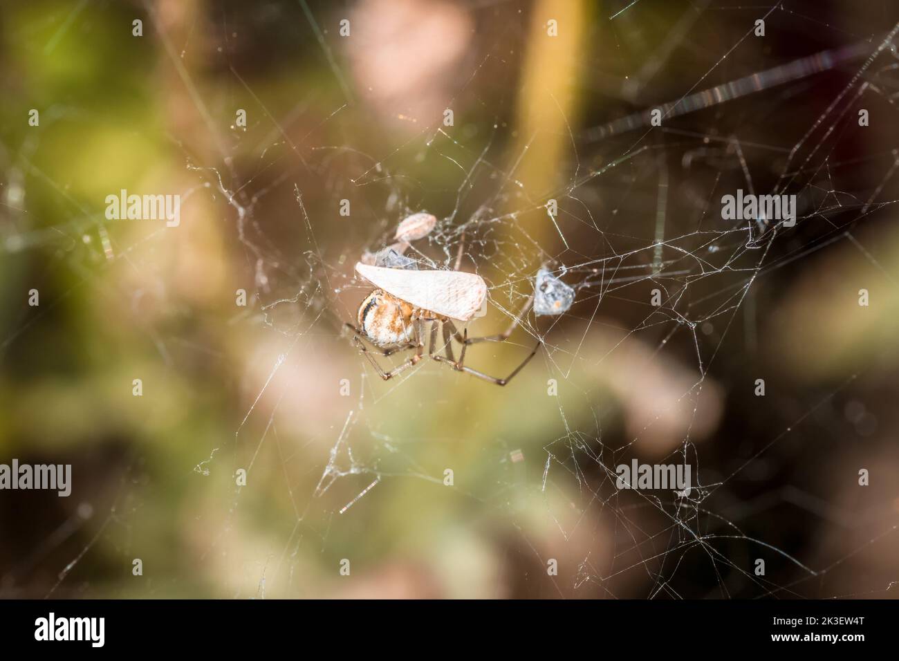 Spider in a spider web eats a trapped spun pupated fly caught in the web, Germany Stock Photo ...