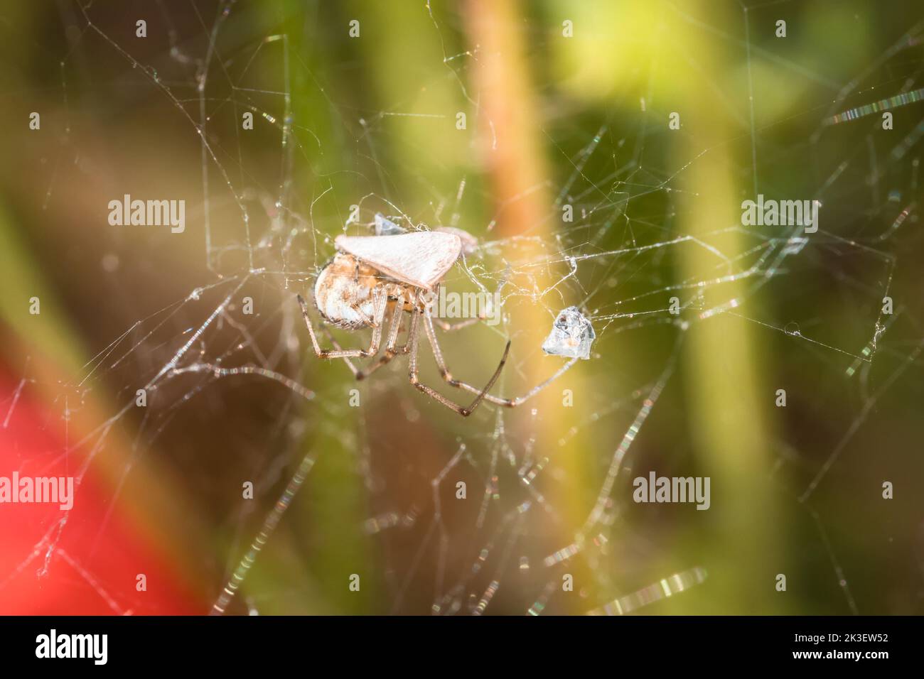 Spider in a spider web eats a trapped spun pupated fly caught in the ...