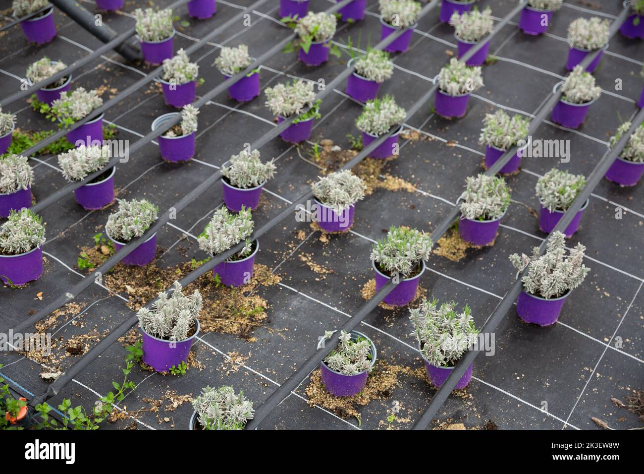 Image of rows of plants in pots in hothouse Stock Photo - Alamy
