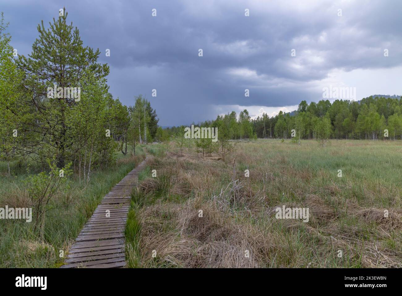 Peat bog near Soumarsky most (Soumarske raseliniste), Nation park ...
