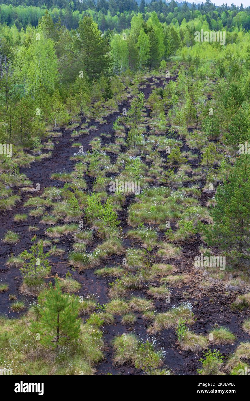 Soumarske raseliniste hi-res stock photography and images - Alamy