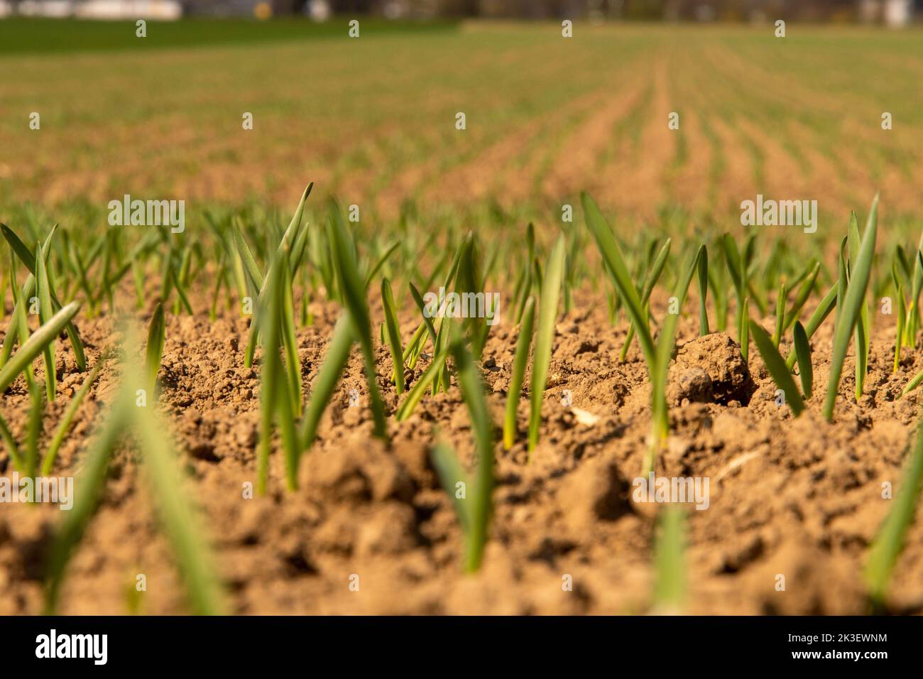 Early season soy hi-res stock photography and images - Alamy