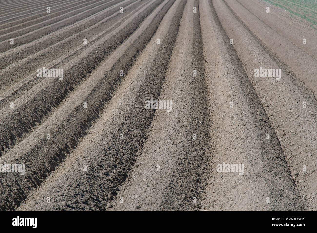 Furrows in the sandy soil for sowing Stock Photo - Alamy