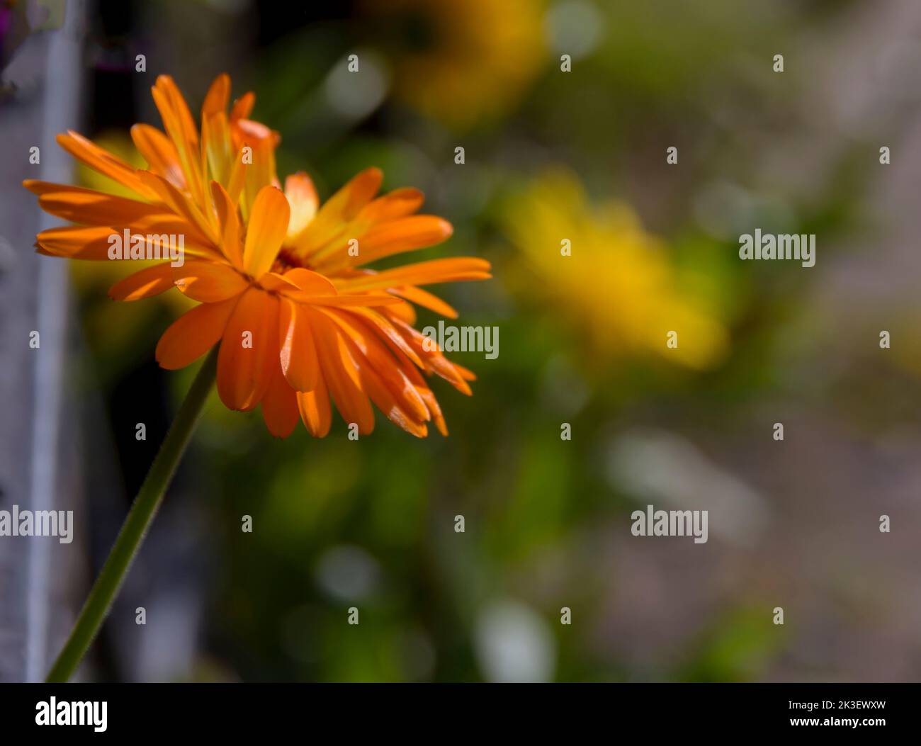 Last flower blooming hi-res stock photography and images - Alamy