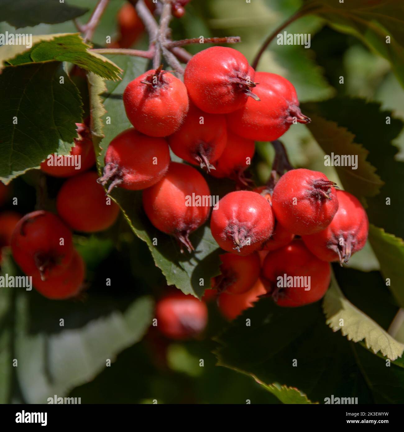 September autumn landscape with a church Stock Photo - Alamy