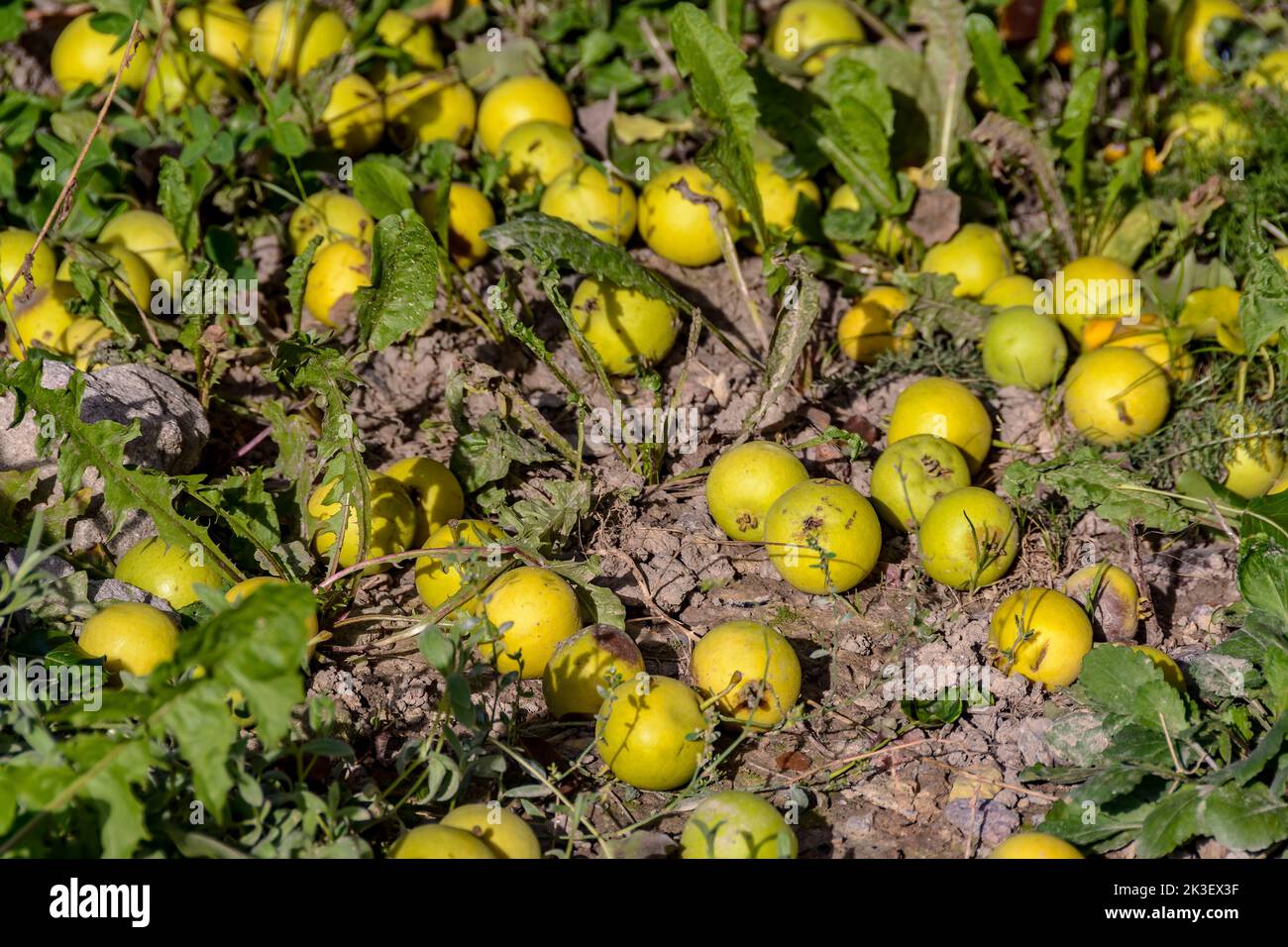 The fruits of pears fell from the tree to the ground Stock Photo - Alamy