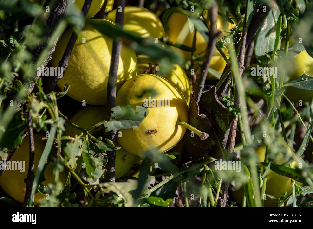The fruits of pears fell from the tree to the ground Stock Photo - Alamy