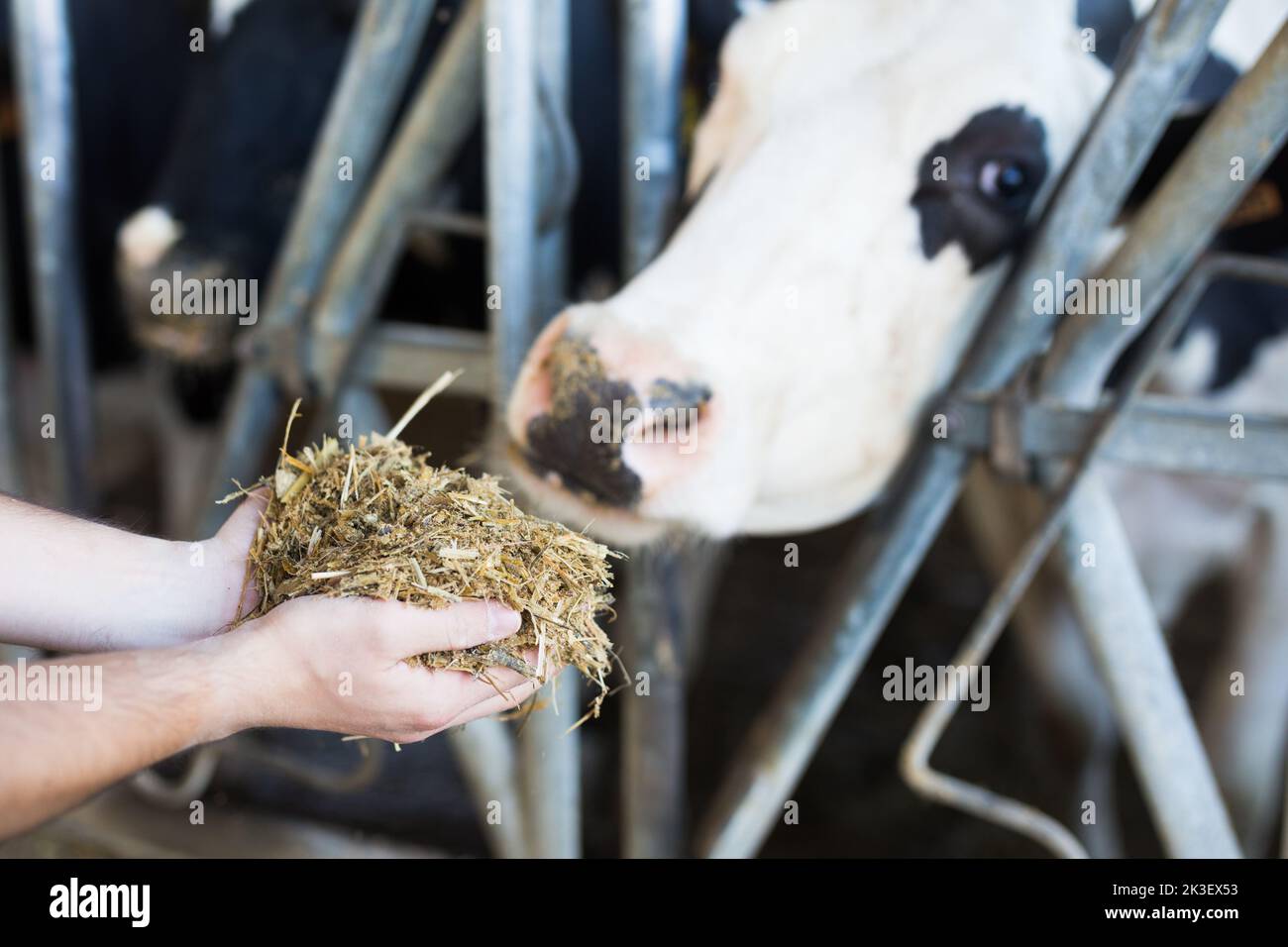 Farmer feeds cow from his hand full of compound feed Stock Photo - Alamy