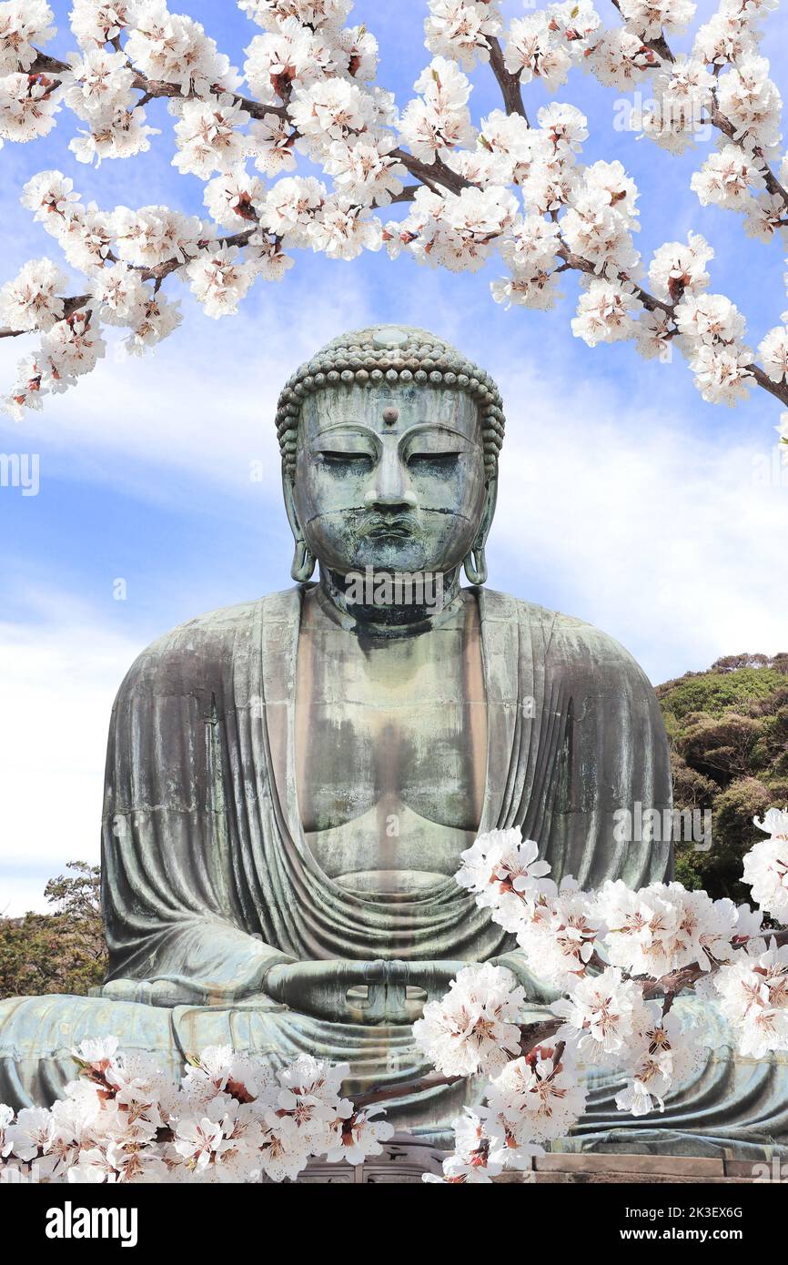 Cherry blossom great buddha daibutsu hi-res stock photography and ...