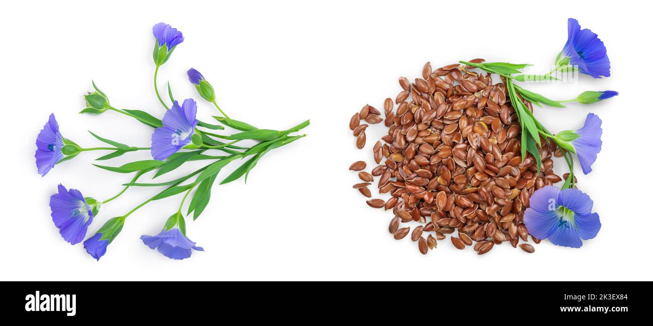 Flowers seed flax or Linum usitatissimum isolated on white background ...