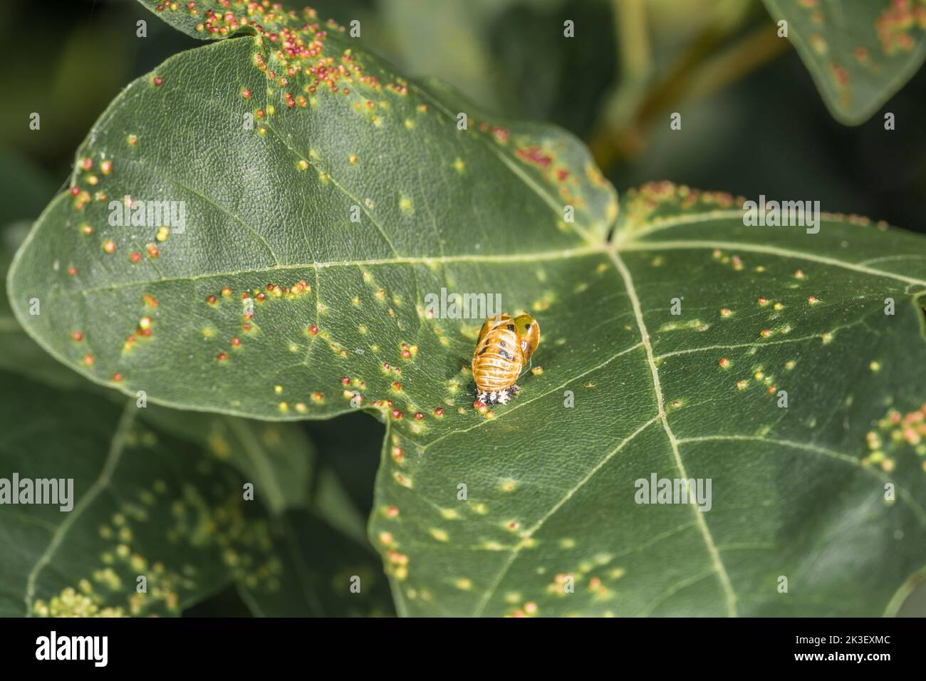 Pupa of an Asian ladybug on a green leaf of a tree in nature, Germany ...