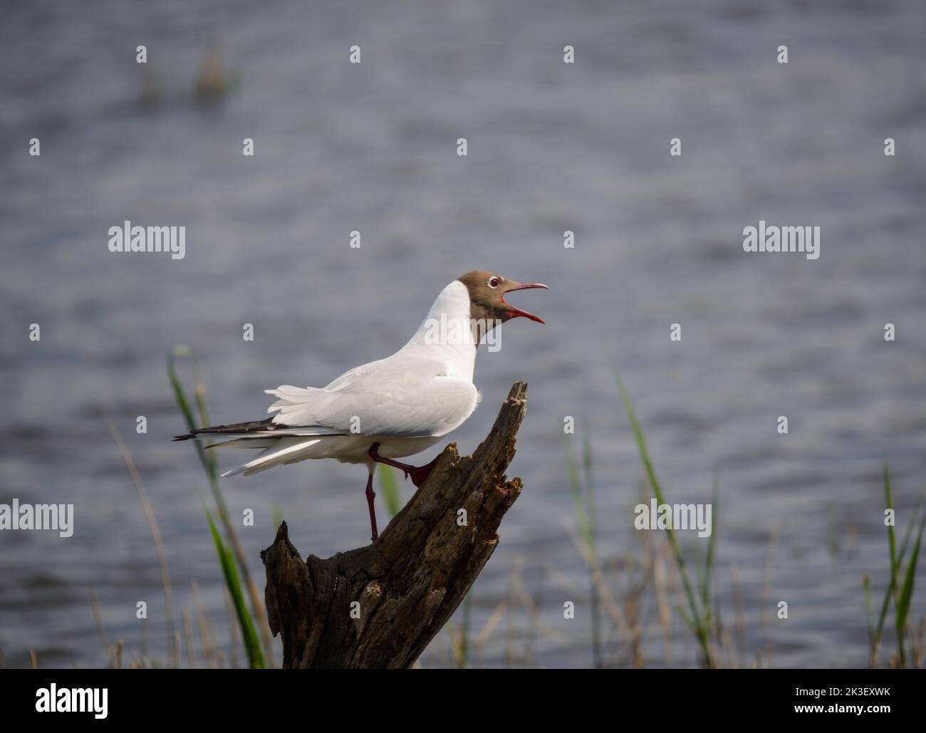 Oiseau naturel hi-res stock photography and images - Alamy