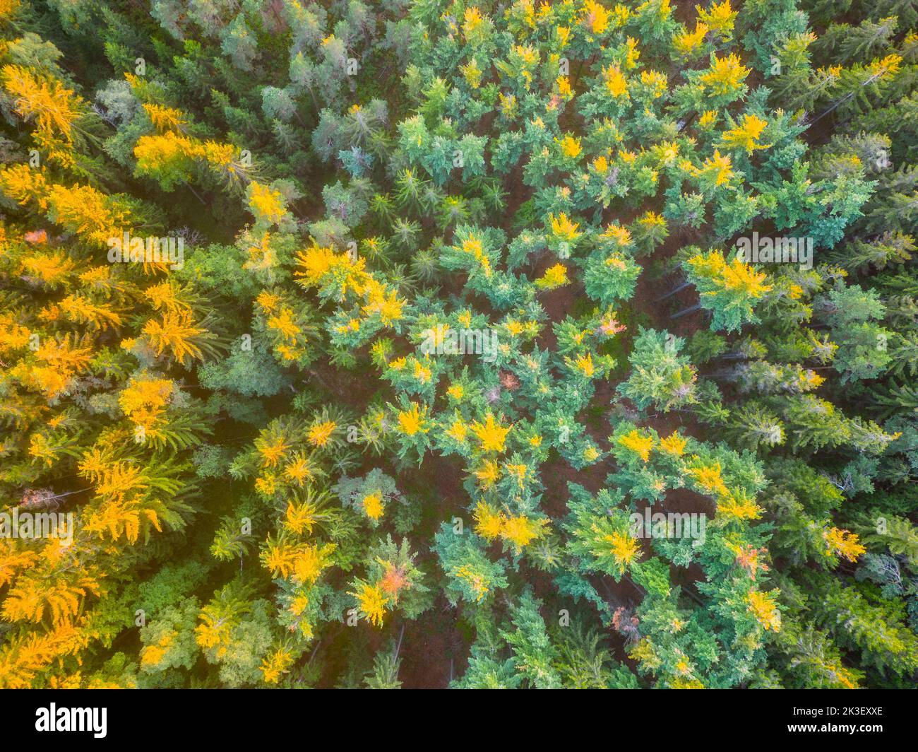 Aerial flying above lush tree hi-res stock photography and images - Alamy
