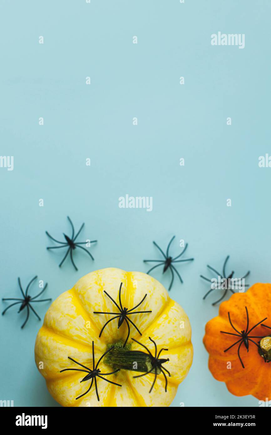 Happy Halloween! Black spiders decorations on pumpkins on blue ...