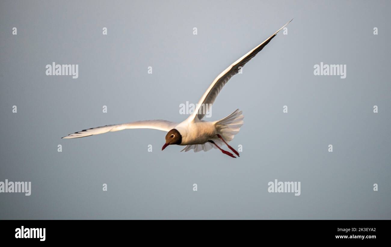 Black white image gull hi-res stock photography and images - Alamy