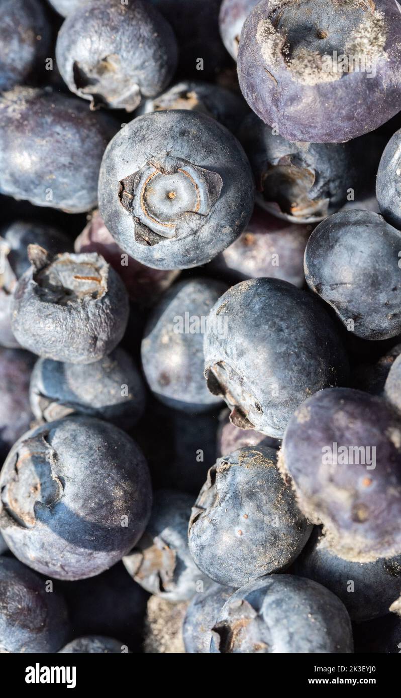 Blueberries in a close-up. Bad blueberries. Old fruit close-up ...