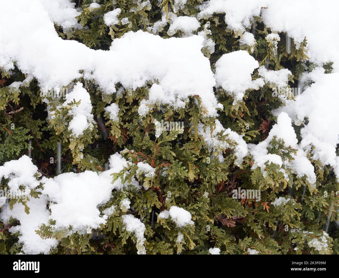 A background of snow covered Cedar tree in winter storm Stock Photo - Alamy