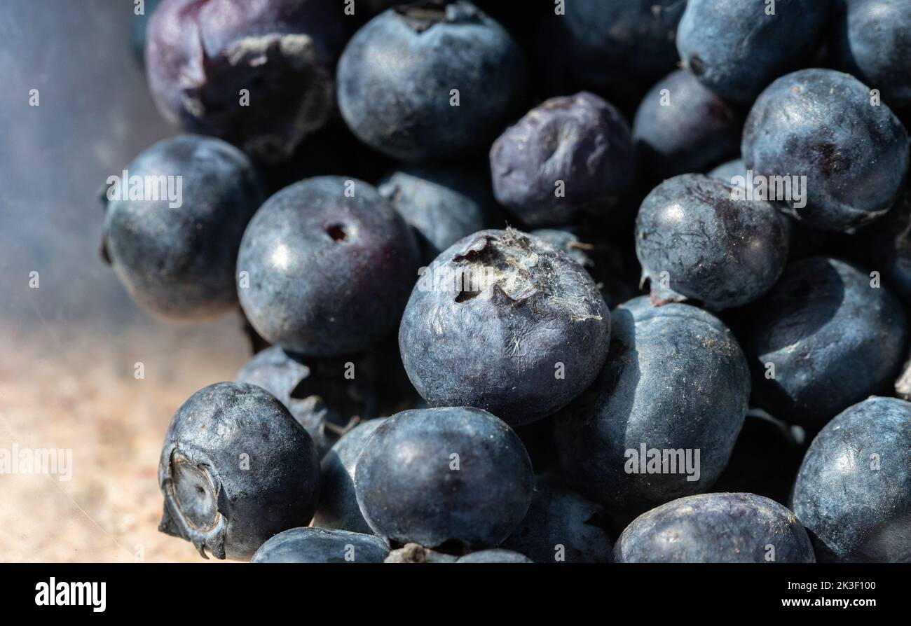 Blueberries in a close-up. Bad blueberries. Old fruit close-up ...