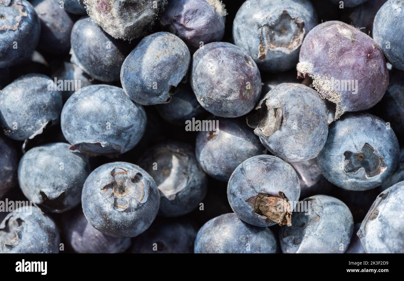 Blueberries in a close-up. Bad blueberries. Old fruit close-up ...
